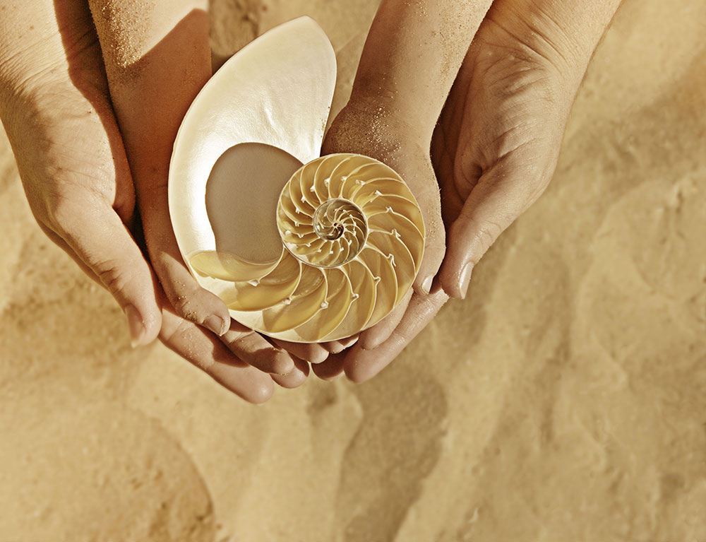 Collecting Sea Shells